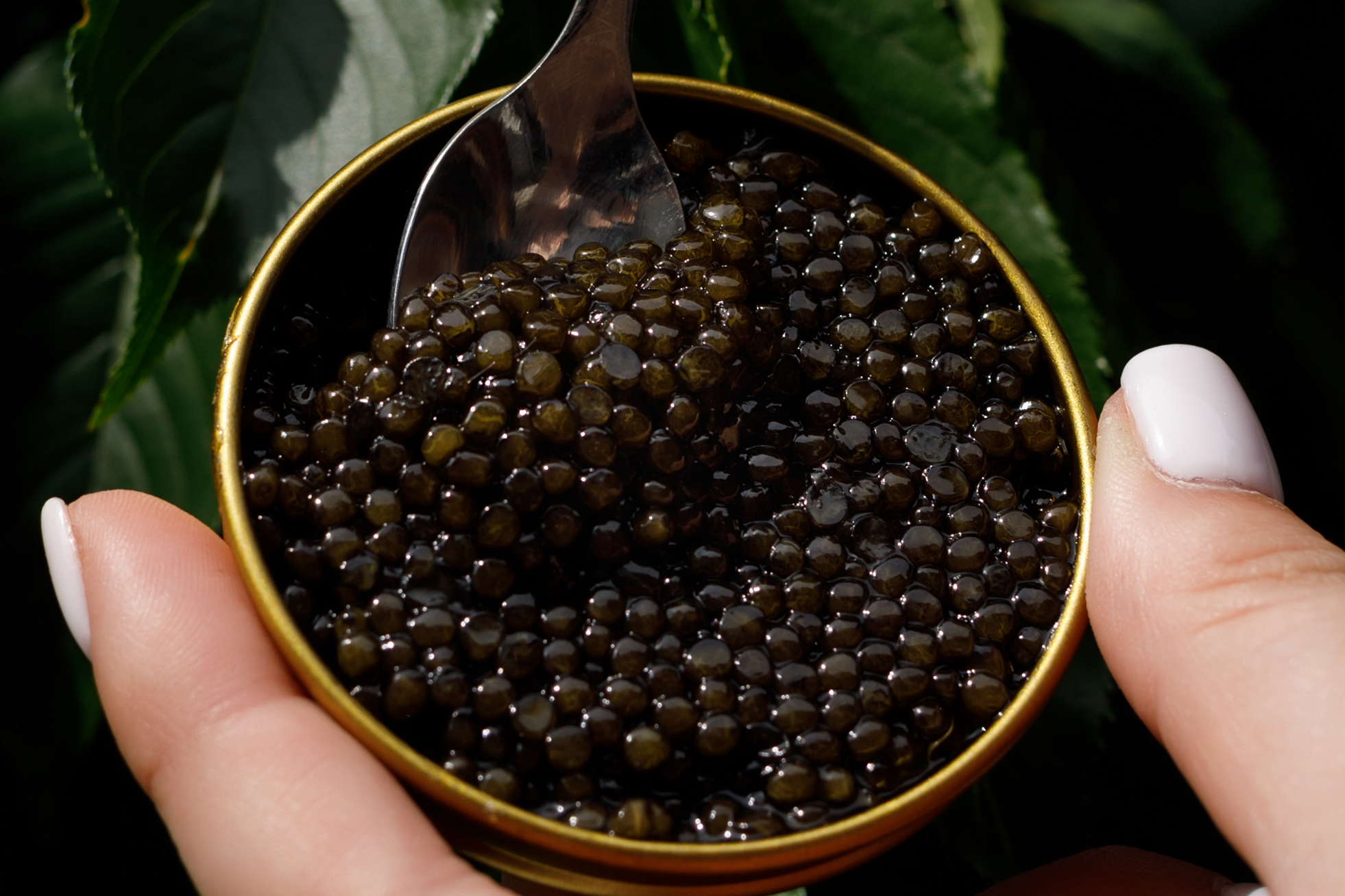 Pravý kaviár z jesetera Beluga | Aruko.cz